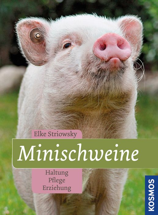 Schwarze Miniaturschweine