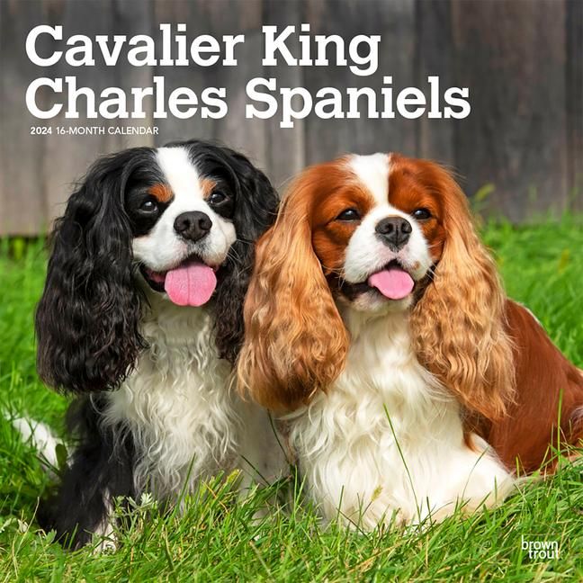 Cavalier Facile Royal Hero´s Cavaliere – Cavalier King Charles
