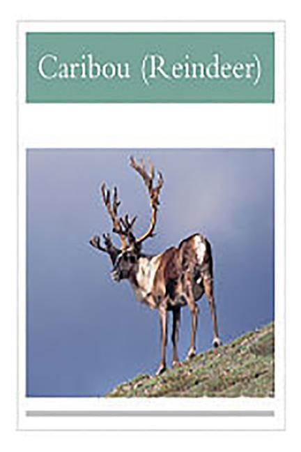 'Caribou Reindeer' - 'Englisch' Schulbuch - '978-0-7635-6551-0'