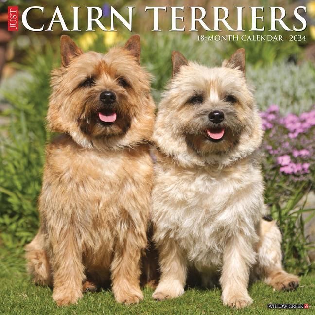 'Just Cairn Terriers 2024 12 X 12 Wall Calendar' - 'Bücher'