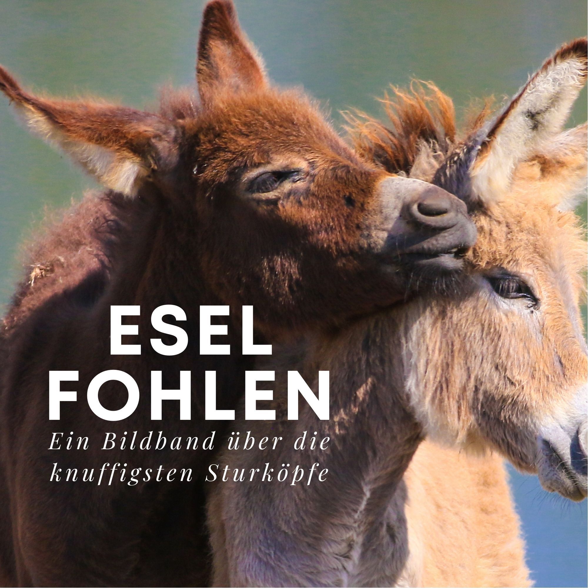 'Esel-Fohlen' von 'Bibi Hübsch' - Buch - '978-3-7505-0488-2'