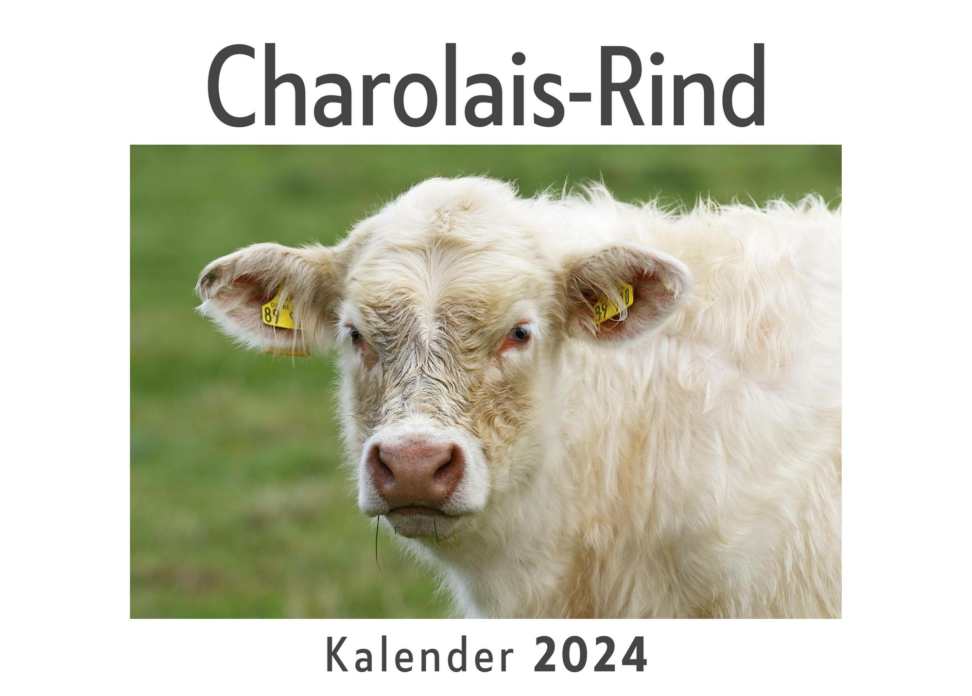 'Charolais-Rind (Wandkalender 2024, Kalender DIN A4 quer ...