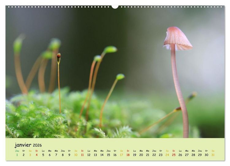 "Champignons tout en couleurs (Calendrier mural 2026 DIN A2 vertical ...