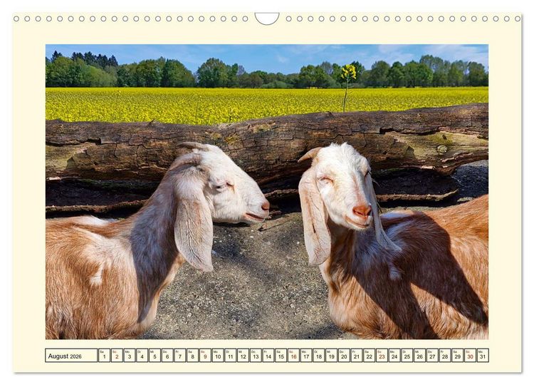"Wer meckert da? (Wandkalender 2026 DIN A3 quer), CALVENDO ...