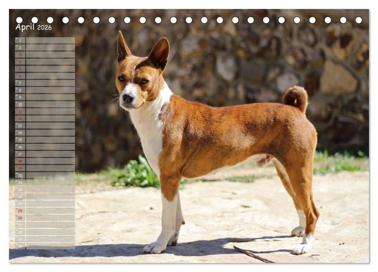 "Basenji, der Kongo-Terrier (Tischkalender 2026 DIN A5 quer), CALVENDO ...