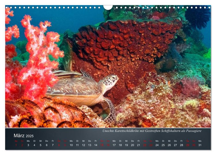 "Bewohner im Riff (Wandkalender 2025 DIN A3 quer), CALVENDO ...