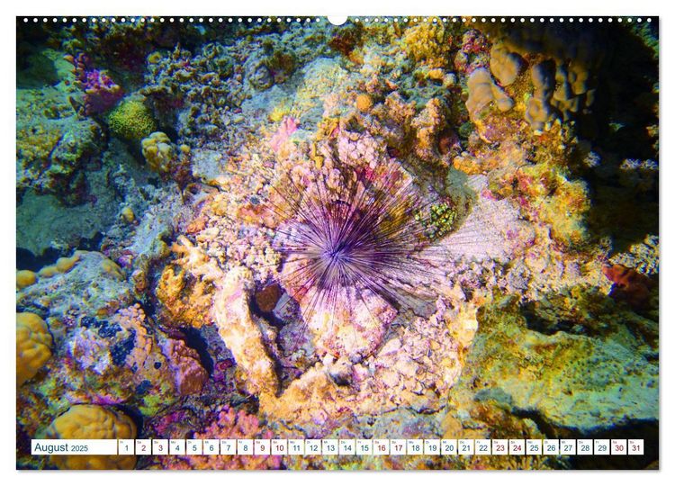 "Geheimnisvolle Welt unter Wasser - Nachts am Riff (hochwertiger ...