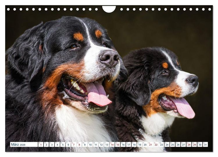 "Berner Sennenhund - Ein Traum auf vier Pfoten (Wandkalender 2026 DIN ...