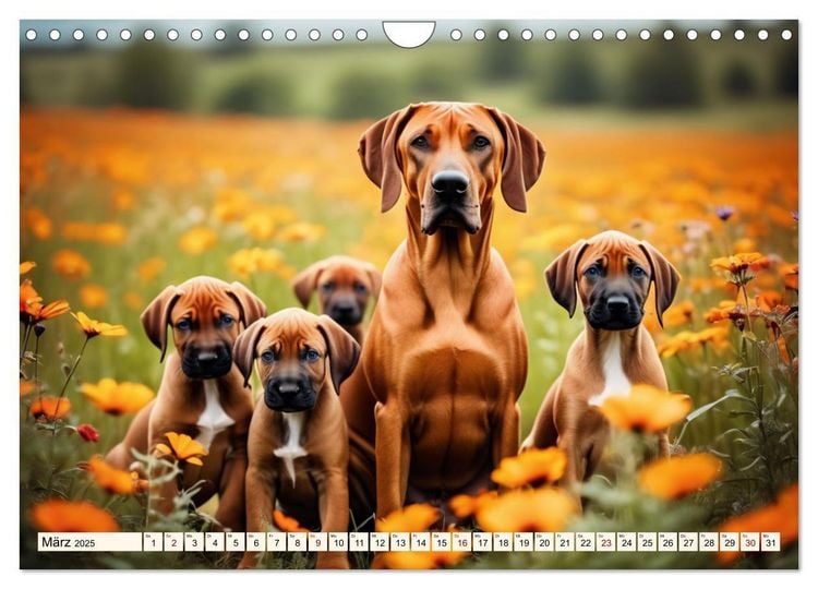 "Rhodesian Ridgeback - Athlet mit Rückenkamm (Wandkalender 2025 DIN A4 ...