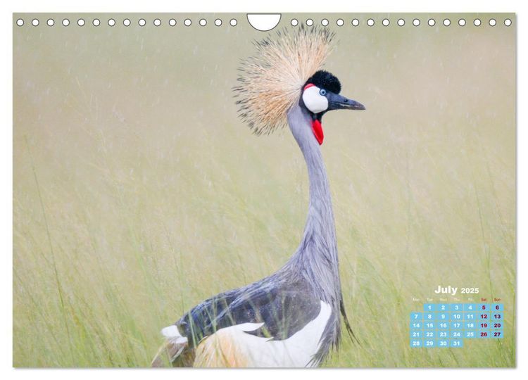 "Birds of the Southern African Wild (Wall Calendar 2025 DIN A4 ...