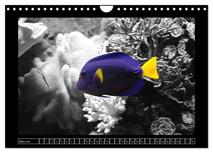 "Fische am Riff (Wandkalender 2025 DIN A4 quer), CALVENDO ...