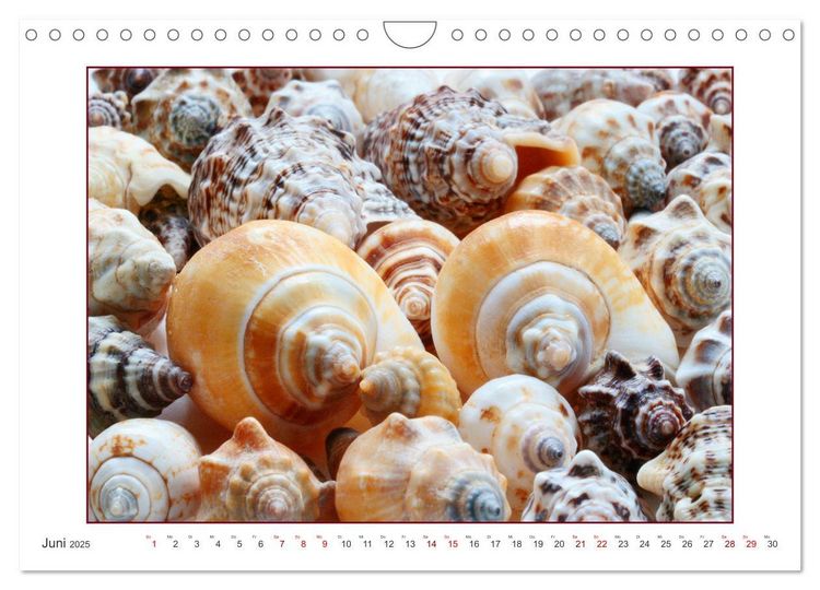 "Muscheln, Steine, Sand (Wandkalender 2025 DIN A4 quer), CALVENDO ...