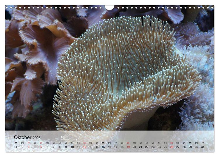 "Die Welt der Riffe. Seesterne, Korallen, Anemonen (Wandkalender 2025 DIN A3 quer), CALVENDO ...
