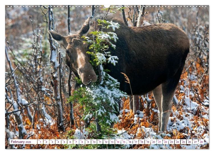 "THE NORTHERN WOODLANDS MOOSE (Wall Calendar 2026 DIN A2 landscape ...