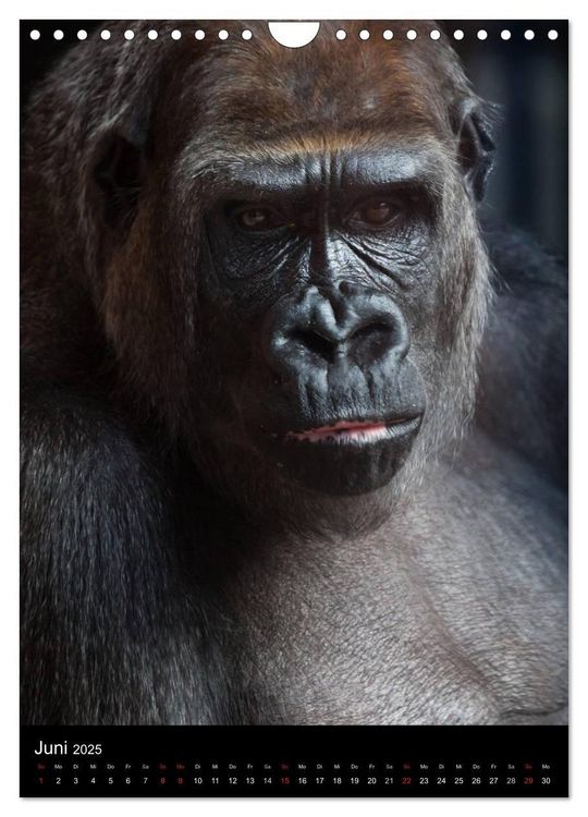 "Gorillas (Wandkalender 2025 DIN A4 hoch), CALVENDO Monatskalender" kaufen