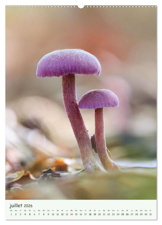 "Champignons magiques - Trésors de nos forêts (Calendrier mural 2026 ...