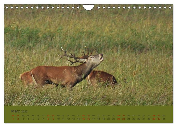 "Küsten Hirsche - Rotwild auf dem Darß (Wandkalender 2025 DIN A4 quer ...