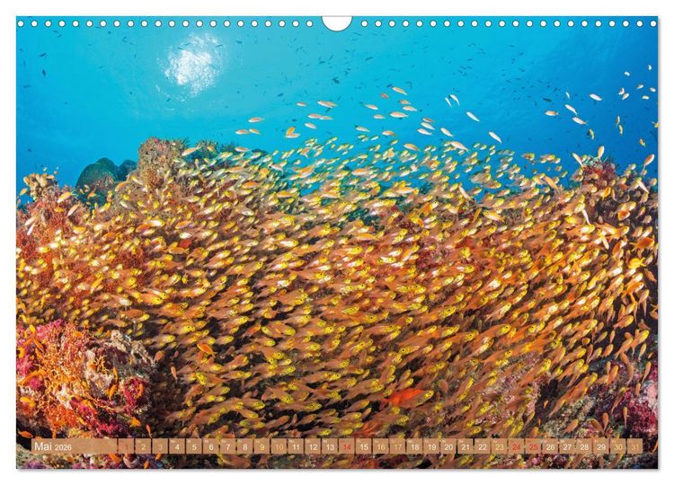 "Fischparadies Riff (Wandkalender 2026 DIN A3 quer), CALVENDO ...