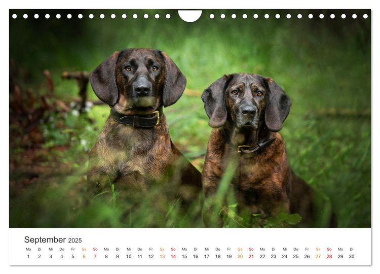 "Treue Jagdgefährten - Jagdhunderassen im Portrait (Wandkalender 2025 ...
