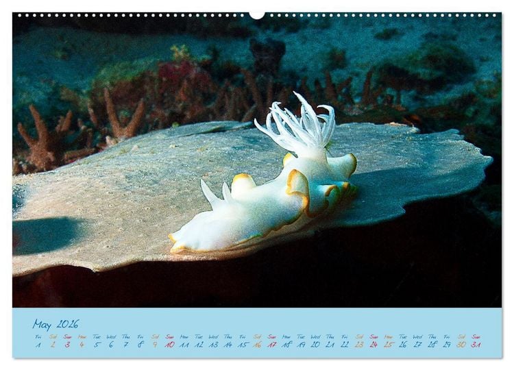 "Sea Slugs - Little Wonders - Pure Beauties (Wall Calendar 2026 DIN A2 ...