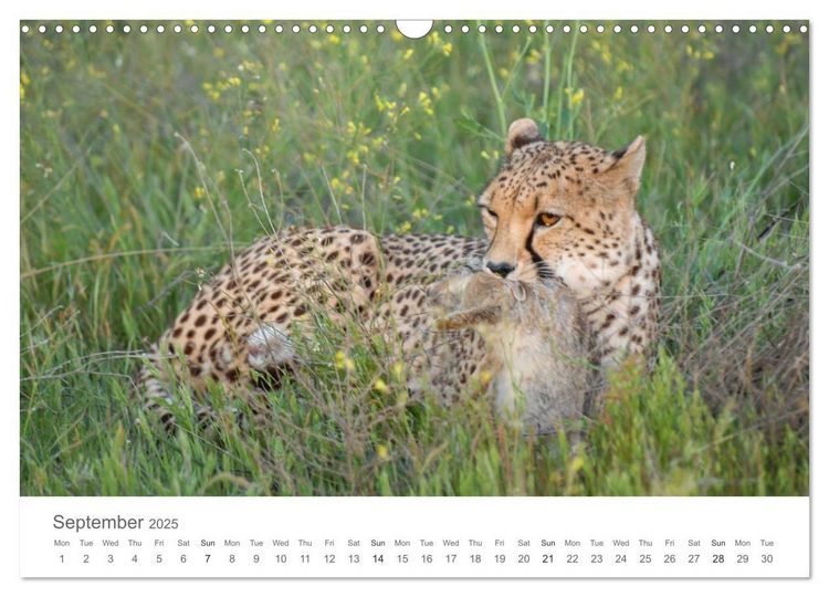 "Cheetahs fascinating big cats (Wall Calendar 2025 DIN A3 landscape ...