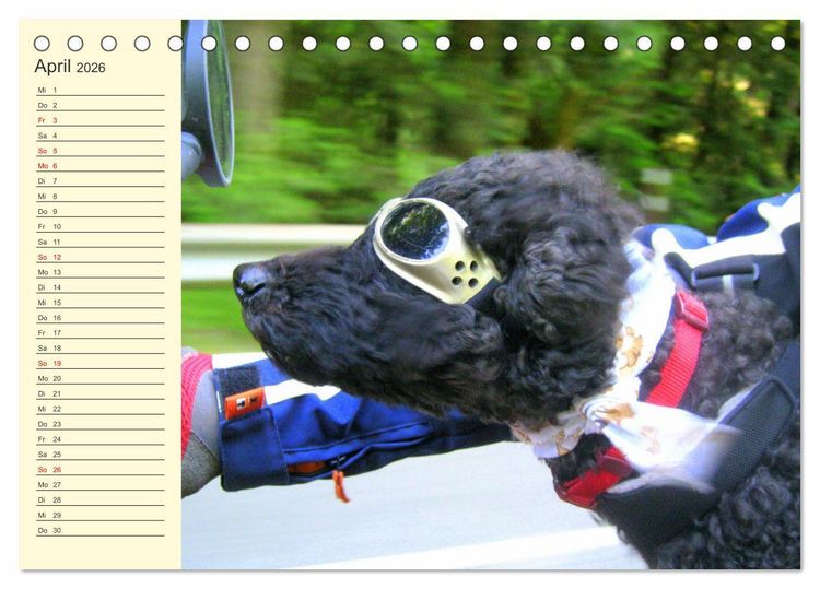 "Pudel. Lustige Allrounder im Wollfell (Tischkalender 2026 DIN A5 quer ...