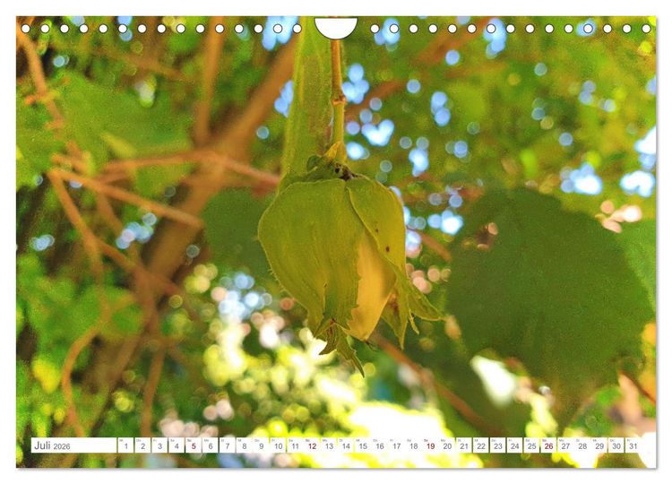 "Das Leben der Haselnuss (Wandkalender 2026 DIN A4 quer), CALVENDO ...