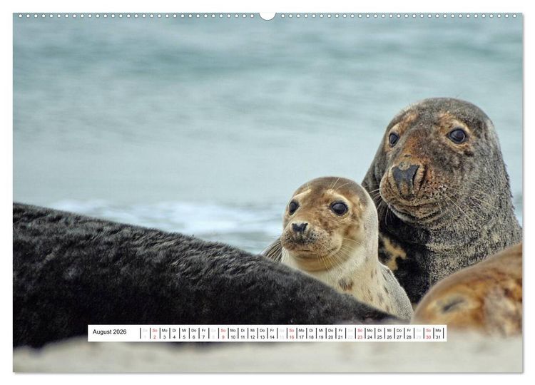 "Hochsee-Insel Helgoland (hochwertiger Premium Wandkalender 2026 DIN A2 quer), Kunstdruck in ...