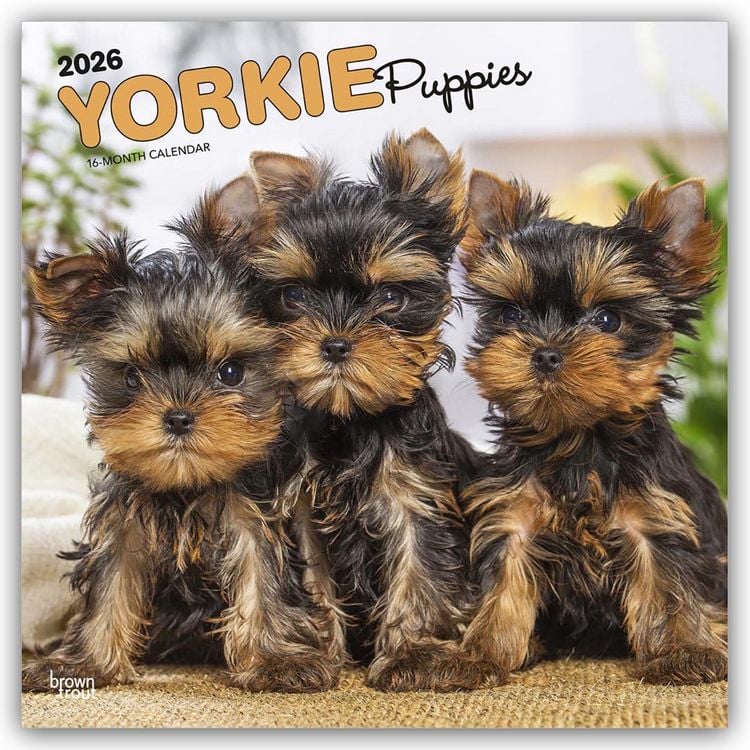 "Yorkshire Terrier Puppies – Yorkshire Terrier Welpen – Yorkie Puppies ...