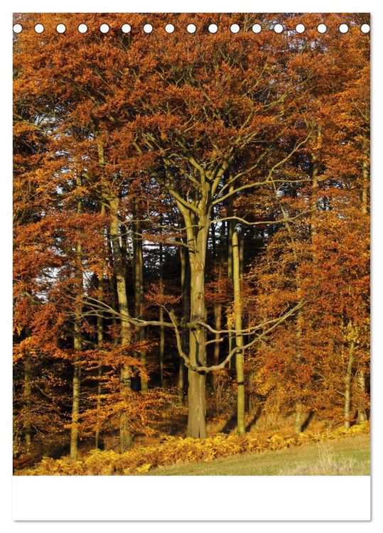 "Die Rotbuche (Tischkalender 2025 DIN A5 hoch), CALVENDO Monatskalender ...