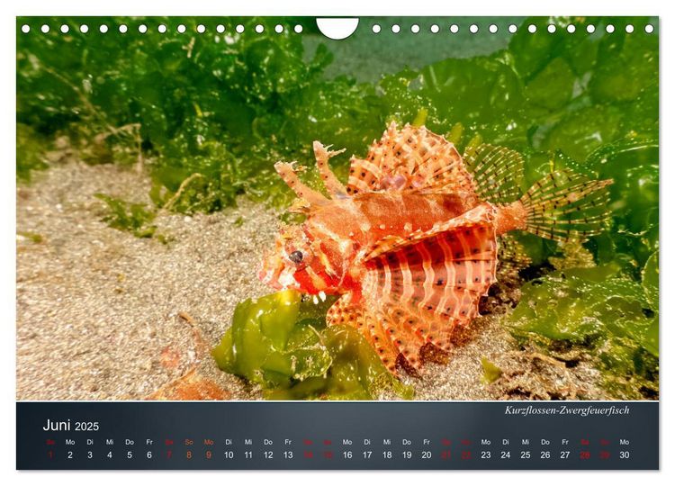 "Bewohner im Riff (Wandkalender 2025 DIN A4 quer), CALVENDO ...
