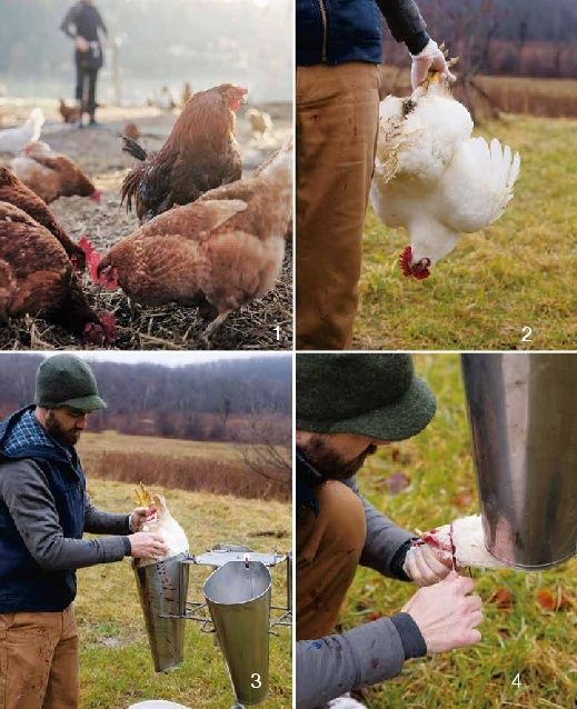 'Hausschlachtung Huhn - Nachhaltige Selbstversorgung' von 'Adam ...