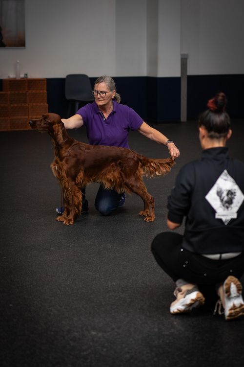 "Hunde richtig ausstellen" online kaufen