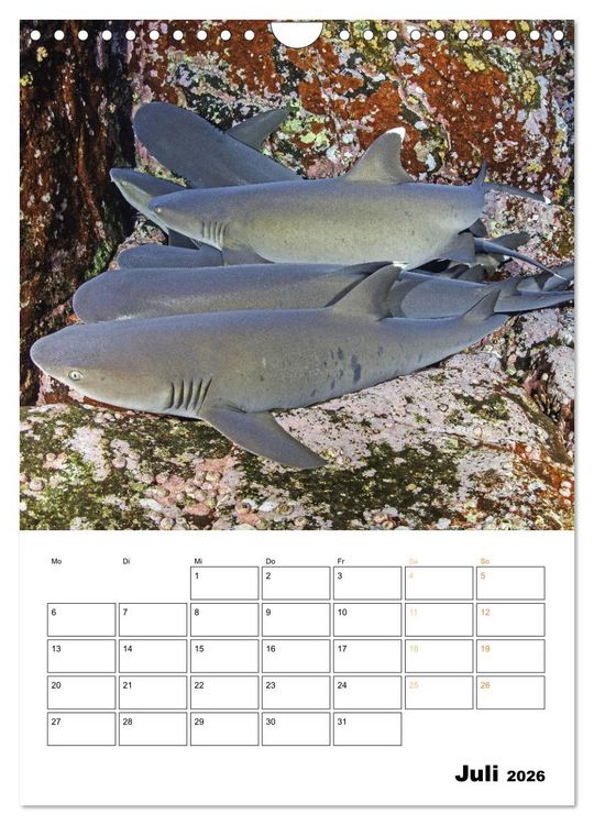 "Farbrausch unter Wasser: Fische am Riff (Wandkalender 2026 DIN A4 hoch ...