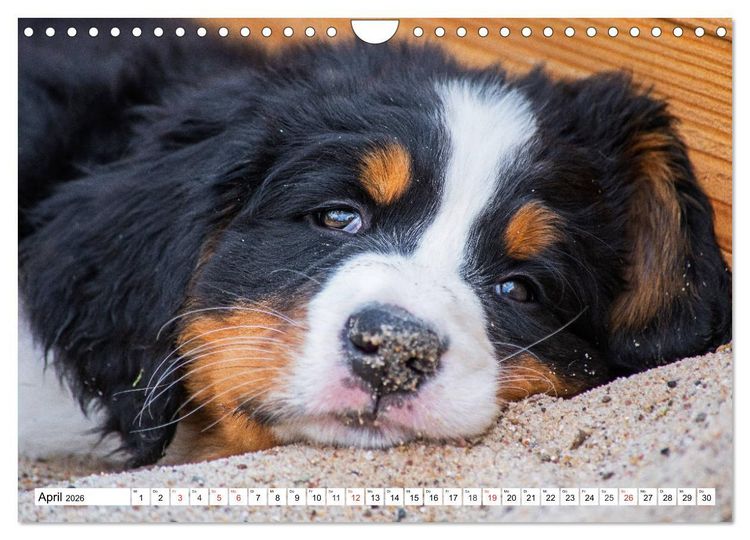 "Kleine Herzen auf 4 Pfoten - Berner Sennenhunde (Wandkalender 2026 DIN ...