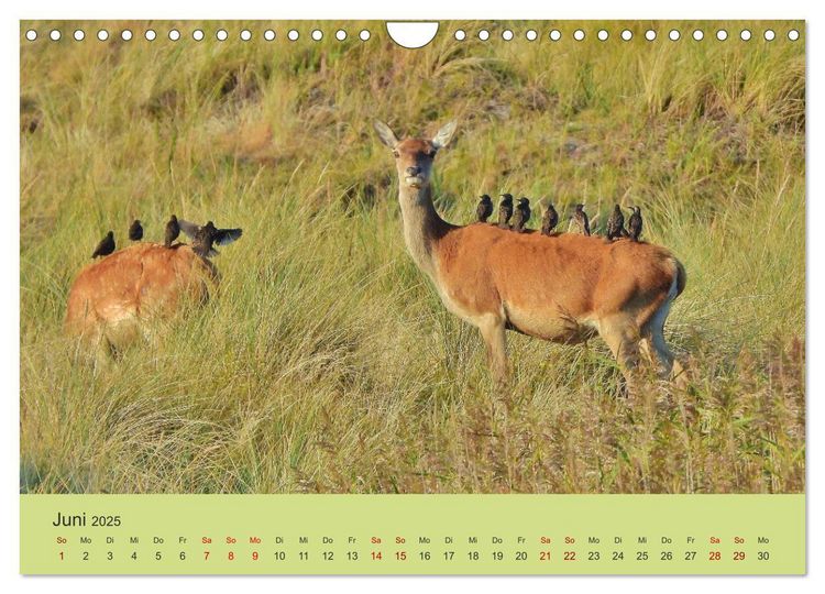 "Küsten Hirsche - Rotwild auf dem Darß (Wandkalender 2025 DIN A4 quer ...