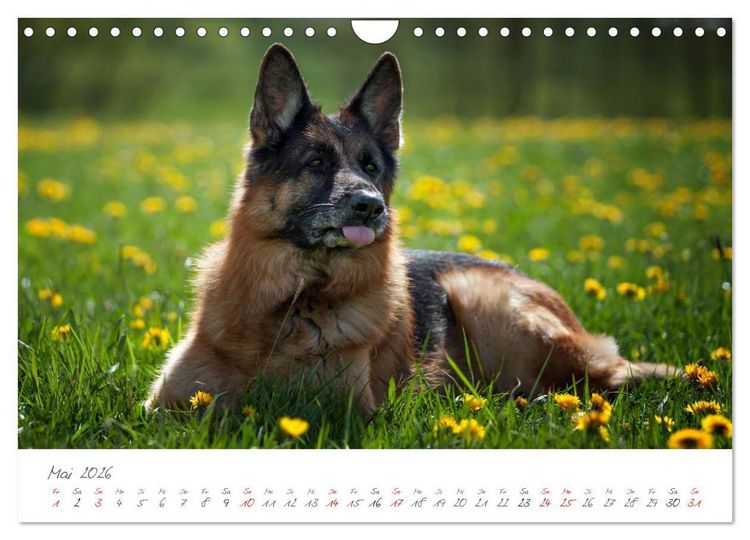 "Deutsche Schäferhunde Seelentröster (Wandkalender 2026 DIN A4 quer ...