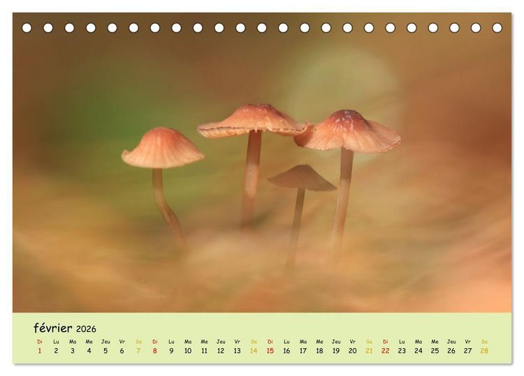 "Champignons tout en couleurs (Calendrier de bureau 2026 DIN A5 ...