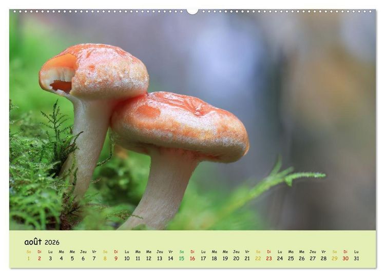 "Champignons tout en couleurs (Calendrier mural 2026 DIN A2 vertical ...