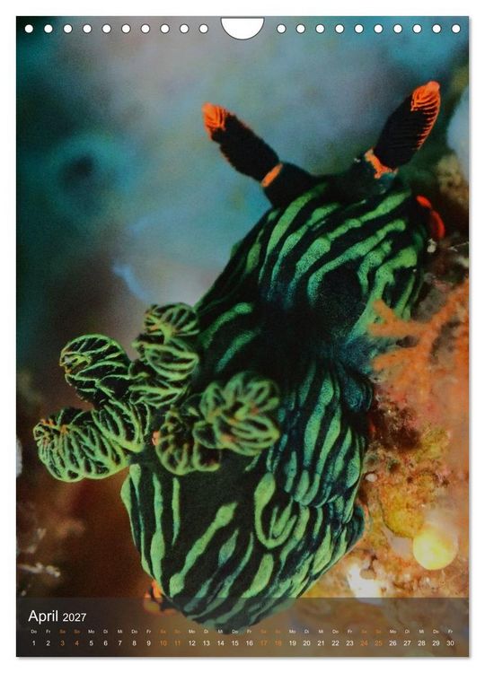 "Nudibranches Meeresnacktschnecken aus Nord-Sulawesi (Wandkalender 2027 ...
