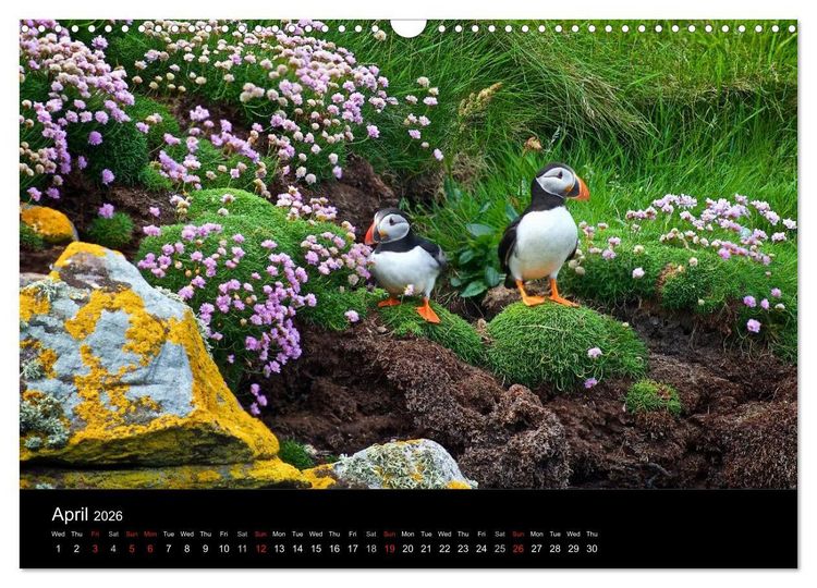 "ATLANTIC PUFFINS OF SCOTLAND (Wall Calendar 2026 DIN A3 landscape ...