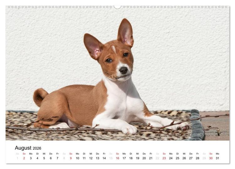 "Allerliebste Basenji Welpen 2026 (Wandkalender 2026 DIN A2 quer ...