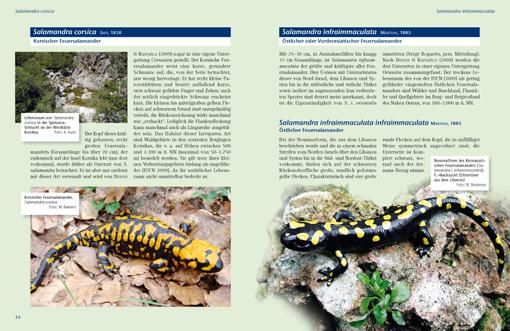 "Feuersalamander" von Stephan Schorn bei bücher.de bestellen