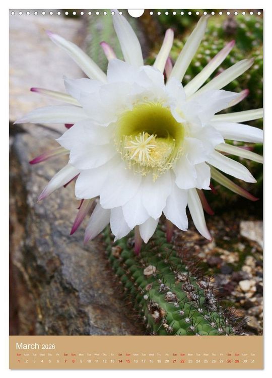 "Succulents and Cacti - Strong Thorns, Delicate Blooms (Wall Calendar ...