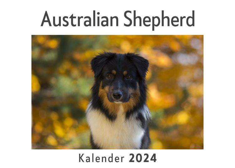 "Australian Shepherd (Wandkalender 2024, Kalender DIN A4 quer ...