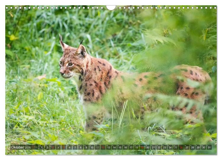 "Faszination Luchs (Wandkalender 2025 DIN A3 quer), CALVENDO ...