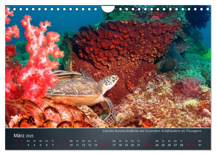 "Bewohner im Riff (Wandkalender 2025 DIN A4 quer), CALVENDO ...
