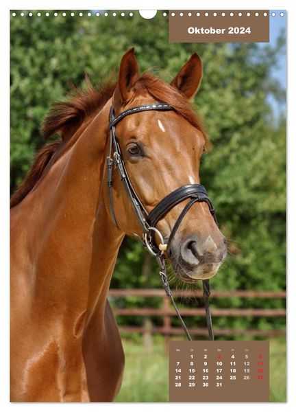 'Pferdekalender (Wandkalender 2024 DIN A3 hoch), CALVENDO ...