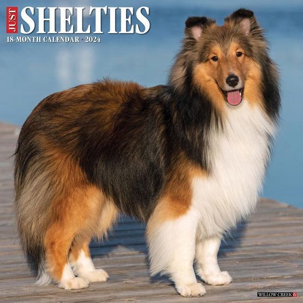 'Just Shelties 2024 12 X 12 Wall Calendar' - 'Bücher'