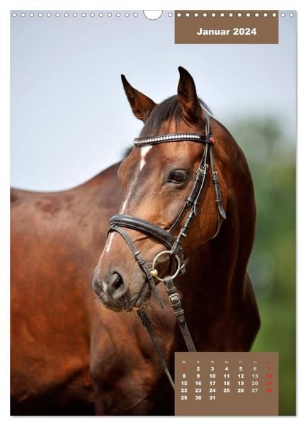 'Pferdekalender (Wandkalender 2024 DIN A3 hoch), CALVENDO ...